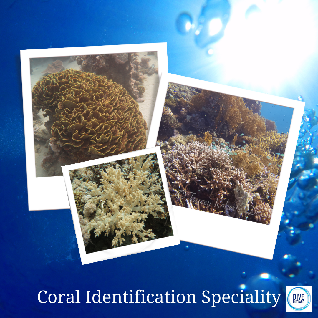 Coral Identification Speciality: SSI – Dive Rutland